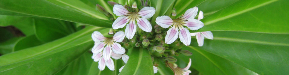 About - Molokai Humane Society